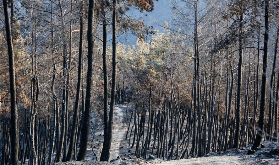 ΠΥΡΚΑΓΙΕΣ: ΣΤΗΝ ΔΗΜΟΣΙΟΤΗΤΑ ΟΙ ΣΟΒΑΡΕΣ ΠΑΘΟΓΕΝΕΙΕΣ ΤΗΣ ΔΑΣΟΠΥΡΟΣΒΕΣΗΣ ...