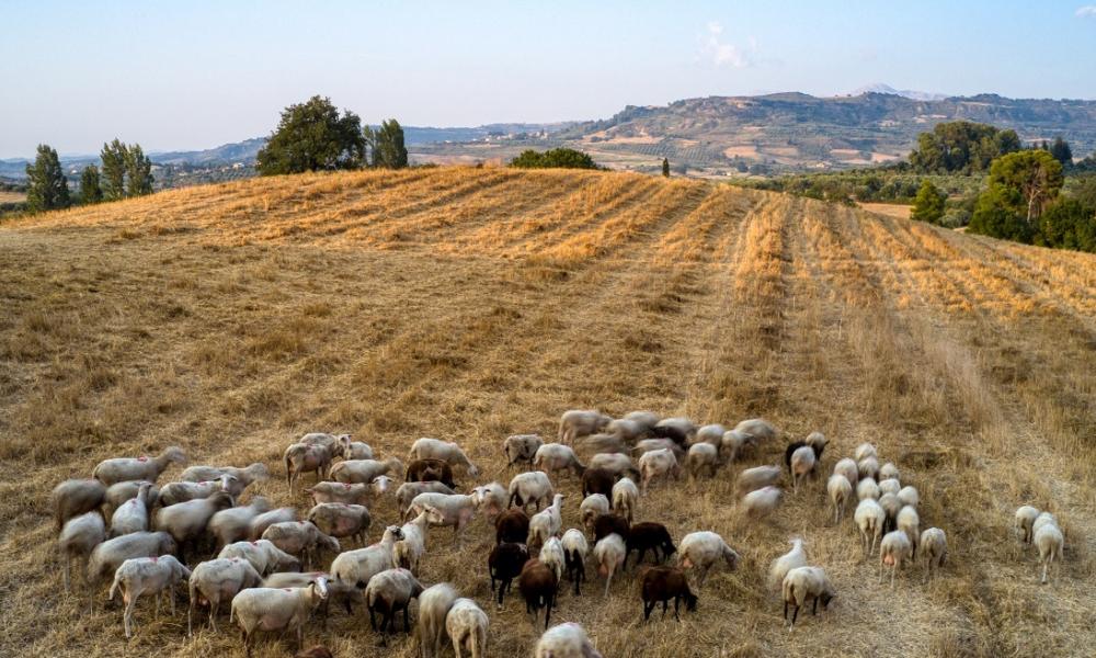 Θα πούμε αντίο στα παϊδάκια! Θανάτωση όλων των ζώων και σφράγιση της ...
