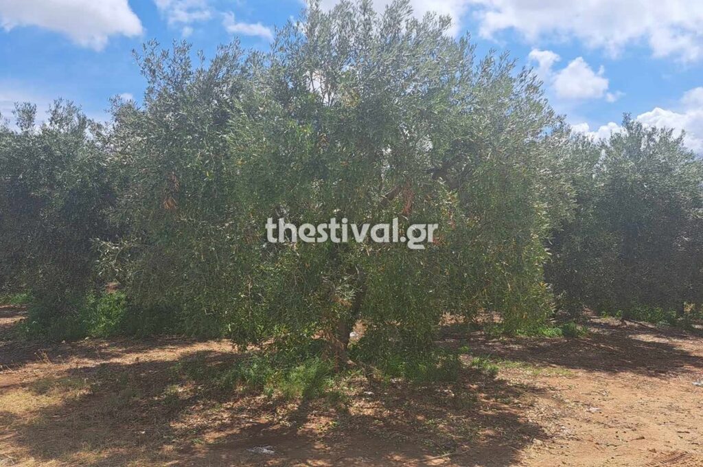 Χαλκιδική: Ολική καταστροφή στα ελαιόδεντρα στη Νέα Φώκαια – Σε ...