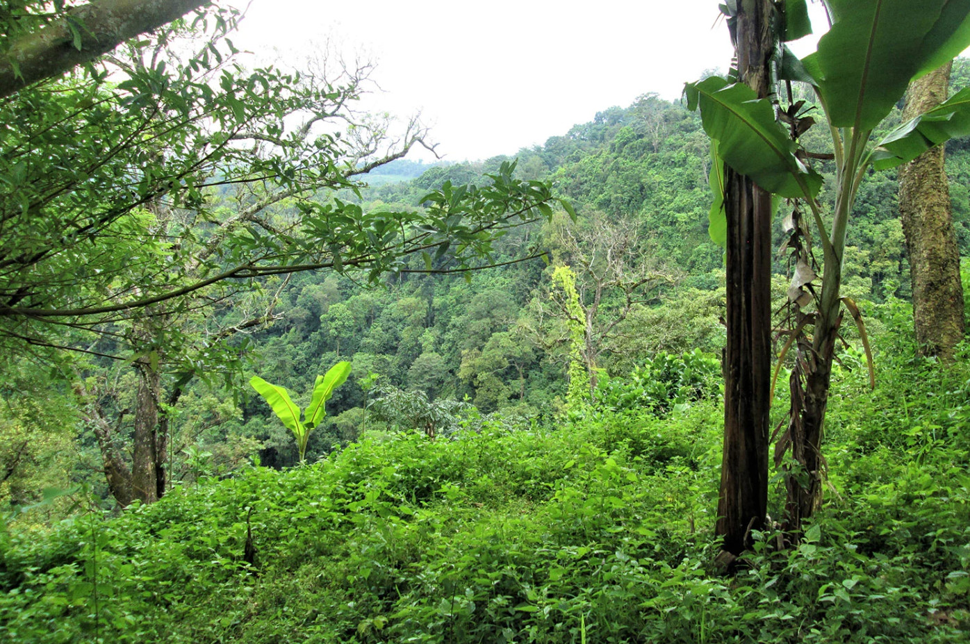 Επιβίωσε μόνο στη ζούγκλα παιδάκι 6 ετών στο Βιετνάμ – Makeleio.gr